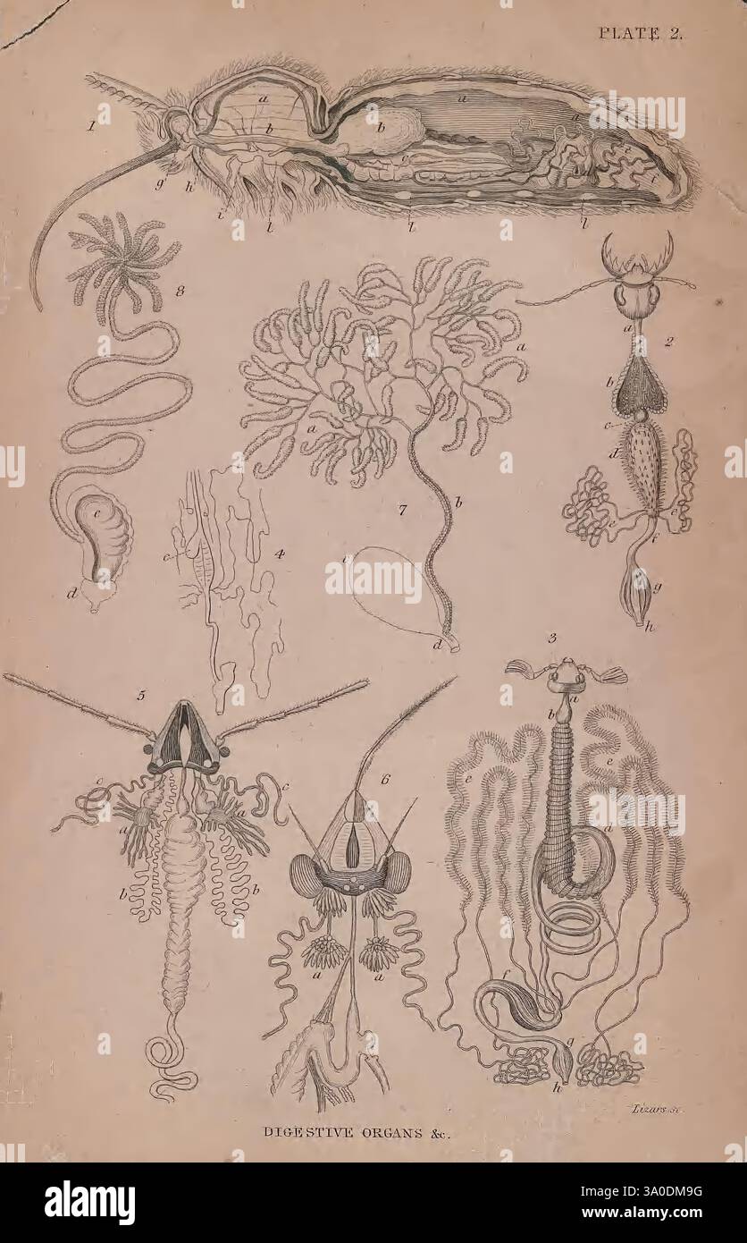 The naturalist's library Edinburgh, W. H. Lizars, 1833-, entomology ...