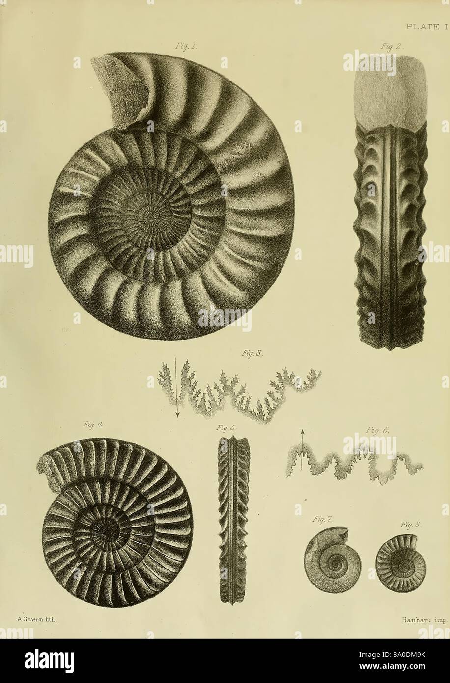 Various forms of fossilized ammonites hi-res stock photography and ...
