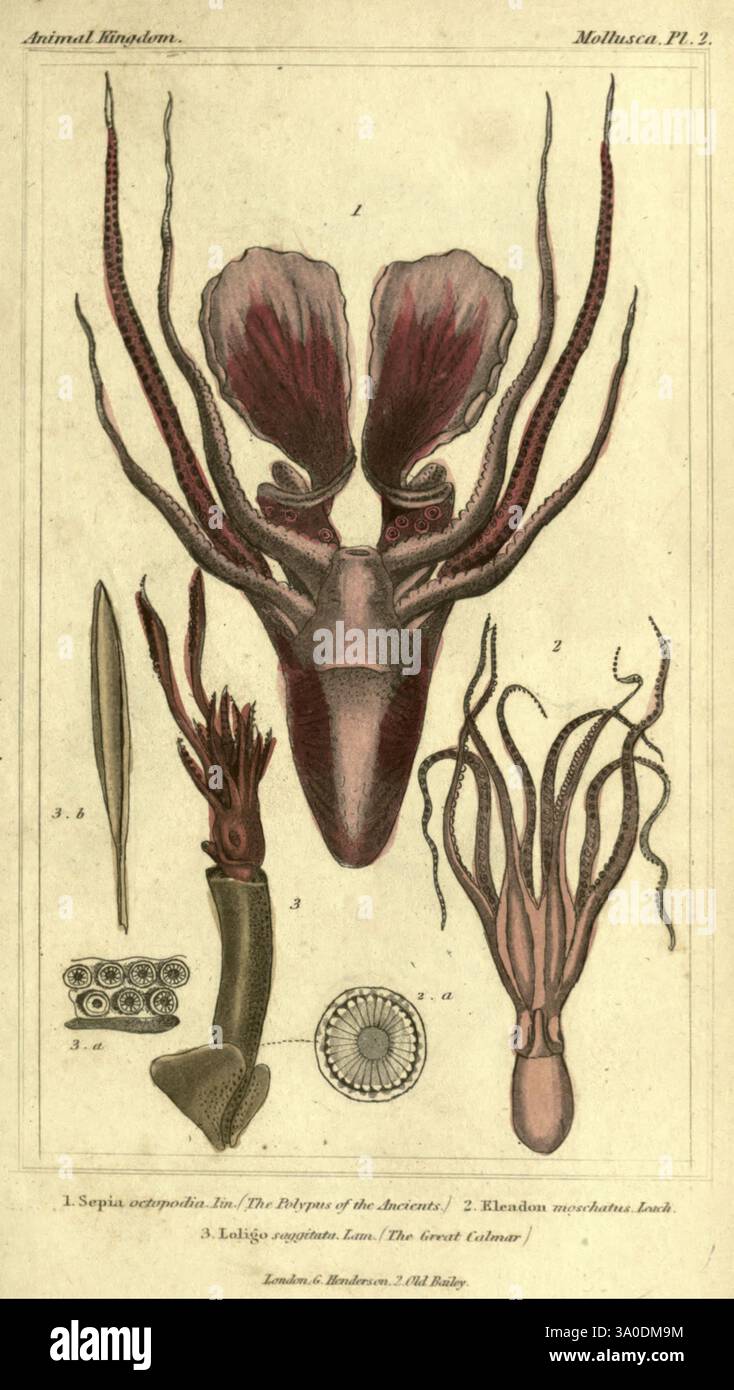 Detailed anatomical diagram of various cephalopods hi-res stock ...