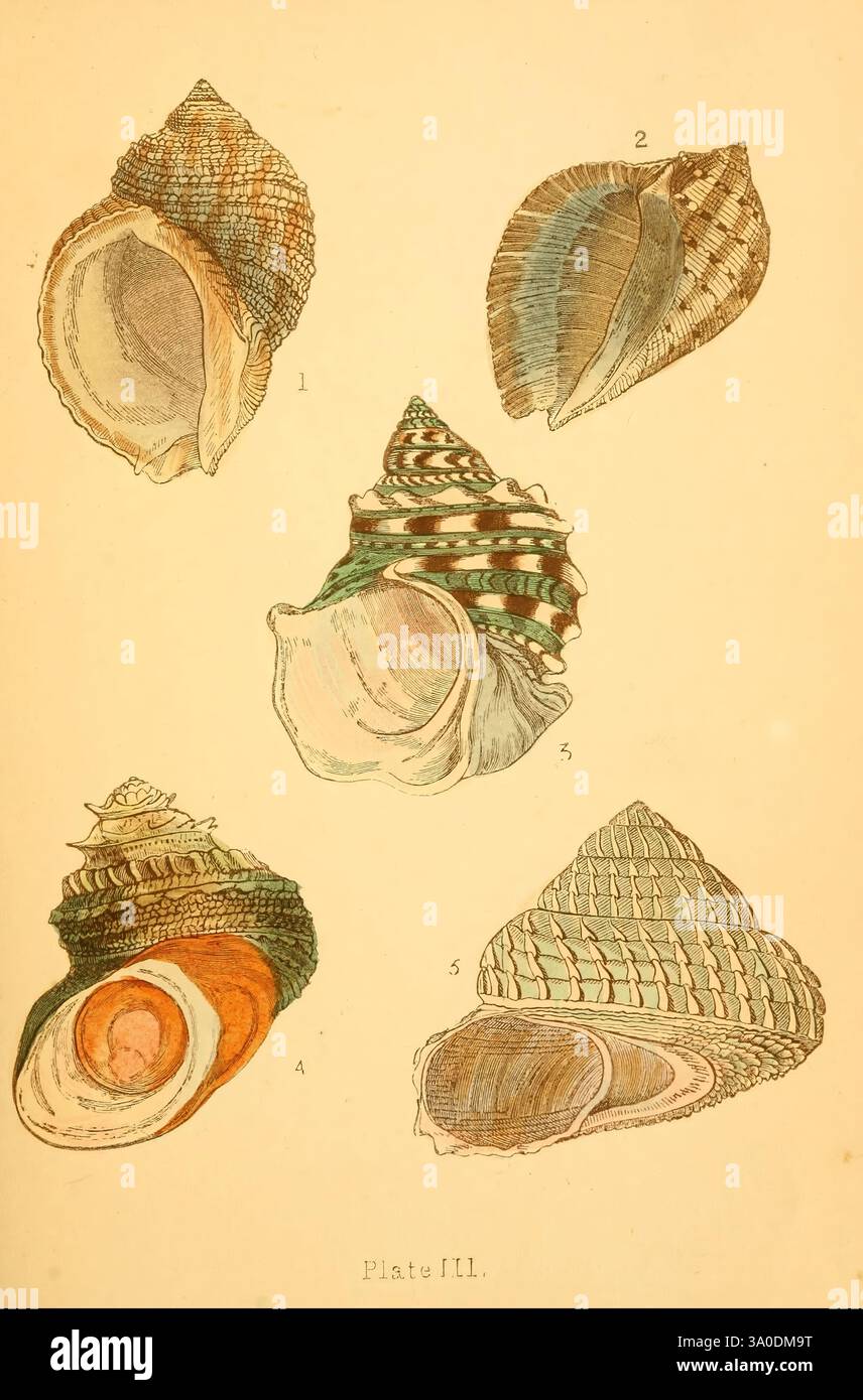 Beautiful shells london groombridge hi-res stock photography and images ...