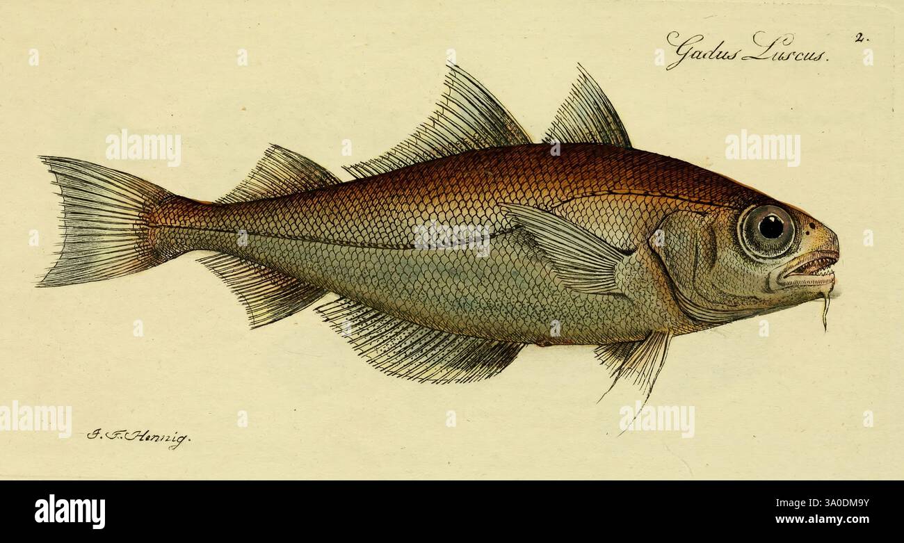 M.E. Blochii Systema Ichthyologiae Iconibus CX Illustratum v.2 Berolini ...