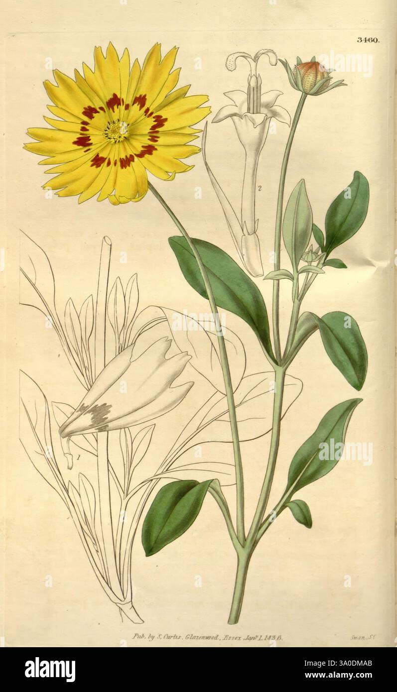 Curtis's Botanical Magazine, London, New York, botany, periodicals ...