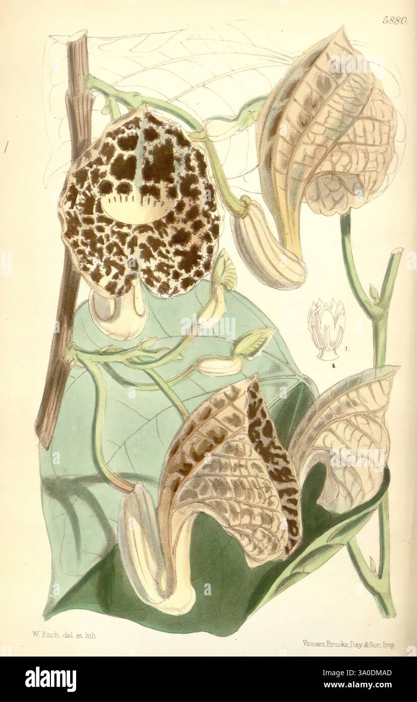 Striking combination of spots hi-res stock photography and images - Alamy