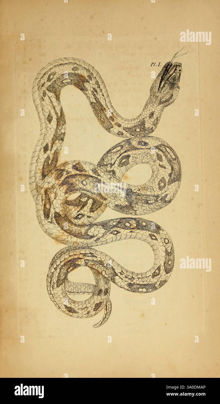 Icones amphibiorum, Hafniae, C. Steen, 1835, amphibians, reptiles ...