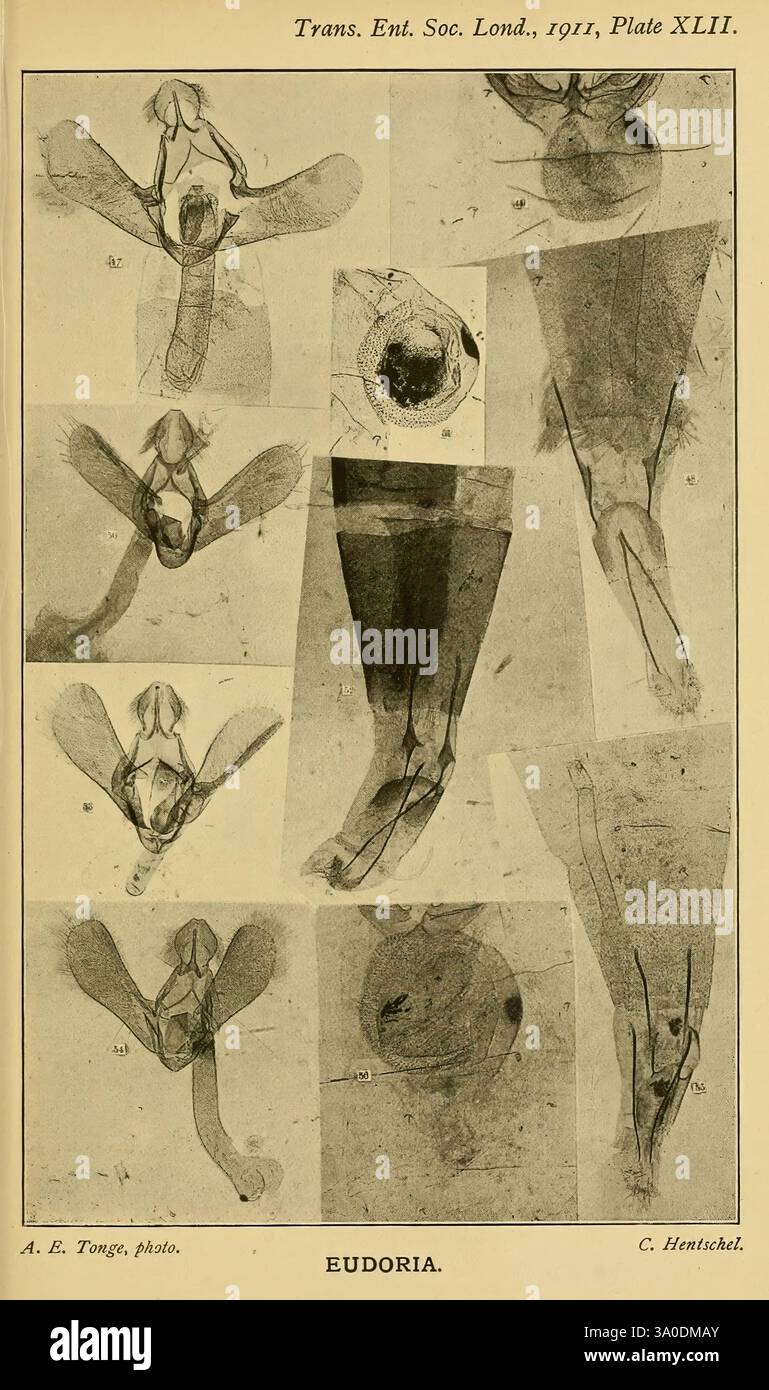 Systematic classification effort in entomology hi-res stock photography ...