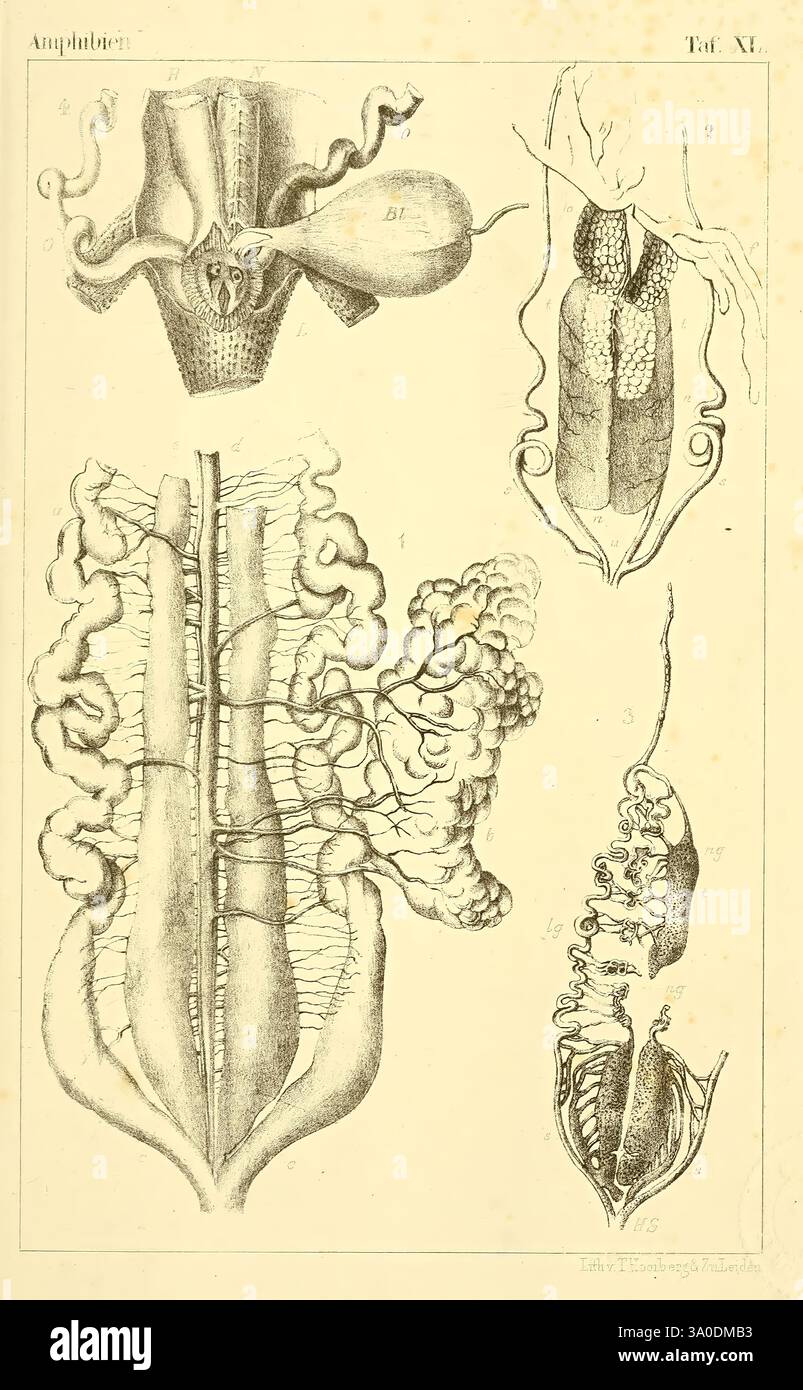 Complex arrangement of sensory organs hi-res stock photography and ...
