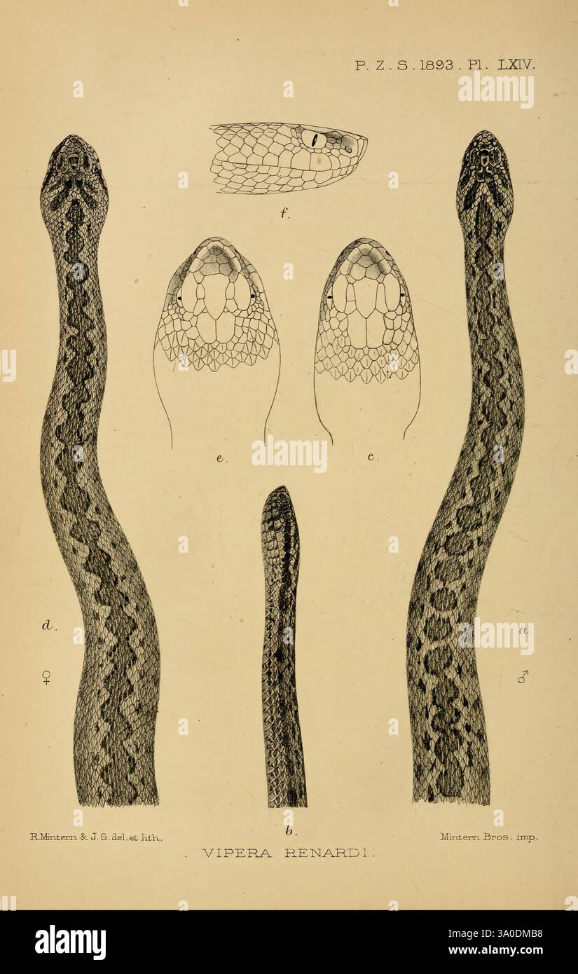 Vipera renardi species hi-res stock photography and images - Alamy