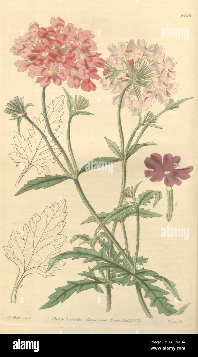 Delicate beauty of geranium species hi-res stock photography and images ...