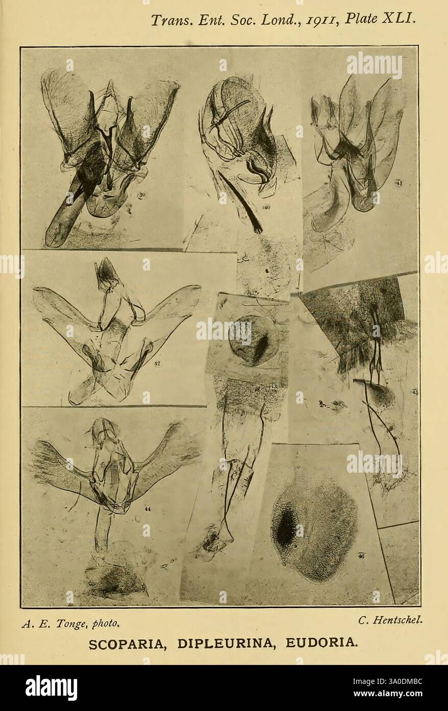 Transactions of the Entomological Society of London, London, The ...