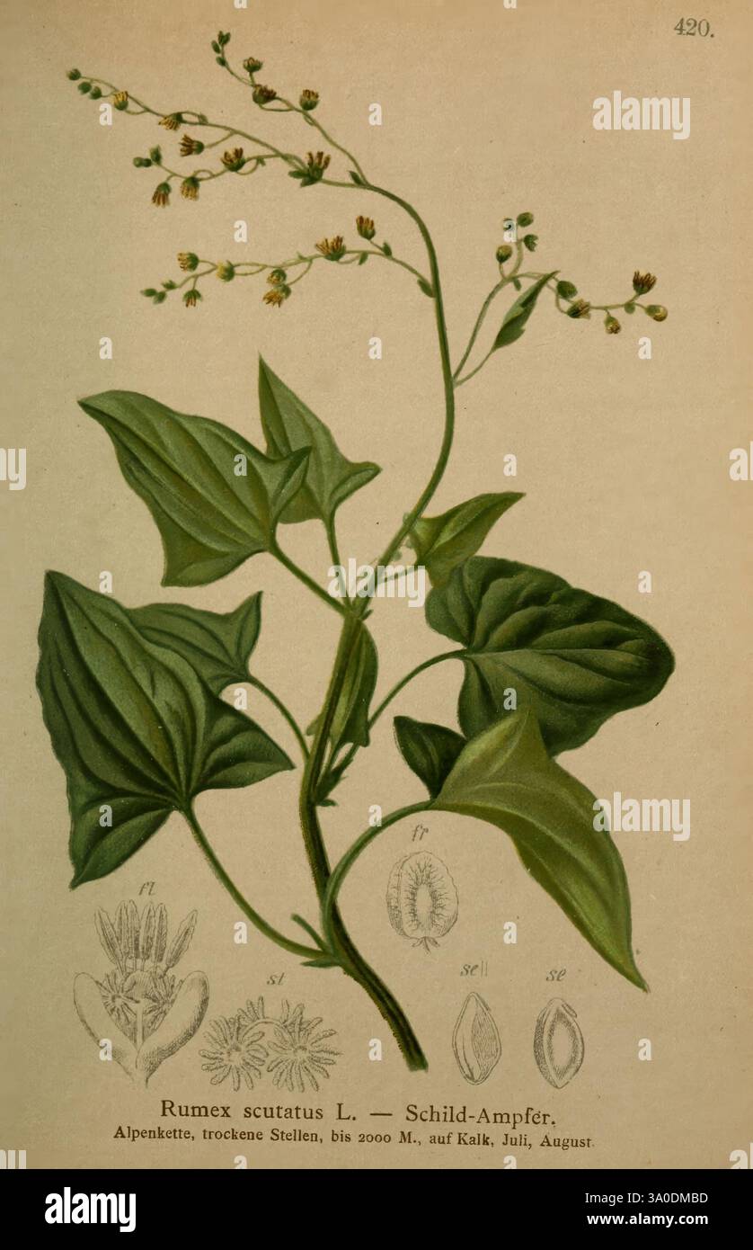 Atlas der Alpenflora, Wien, Eigenthum und Verlag des Deutschen und ...