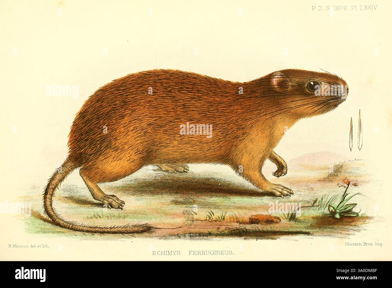 Thin tail curls slightly hi-res stock photography and images - Alamy