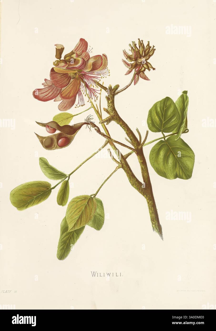 Indigenous, flowers, of, the, Hawaiian, islands, London, Sampson, Low ...