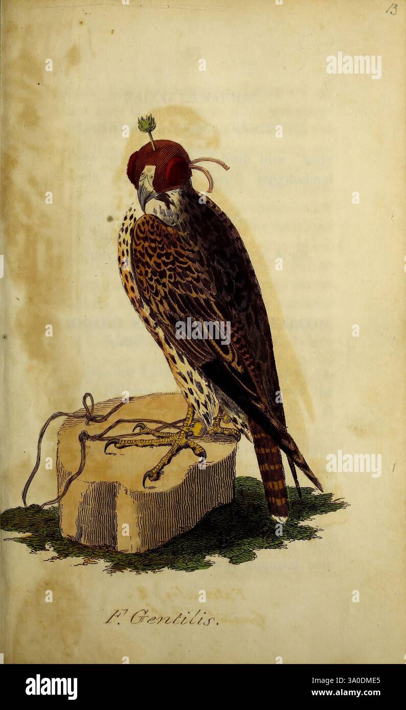 British Ornithology, Norwich, Bacon, 1815-22, Great Britain, Bird ...