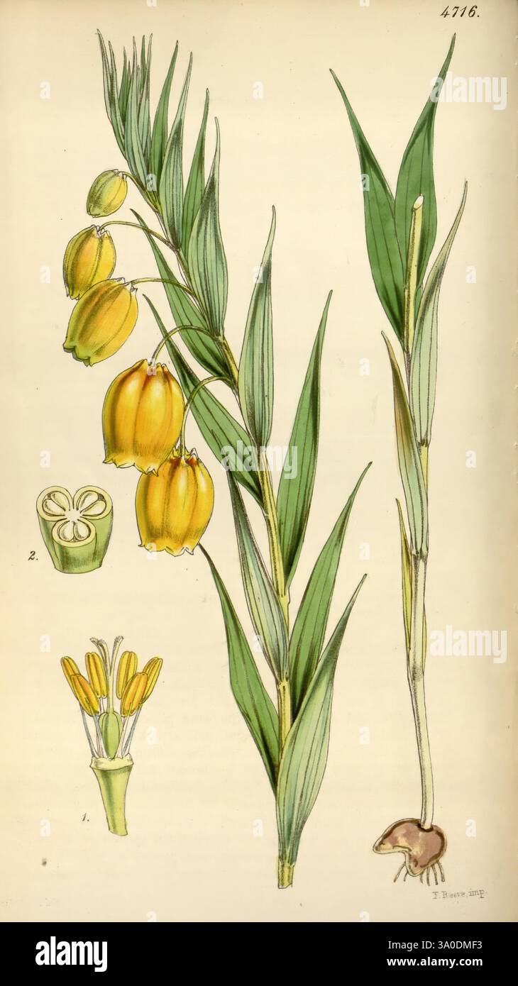 Hang down in clusters hi-res stock photography and images - Alamy