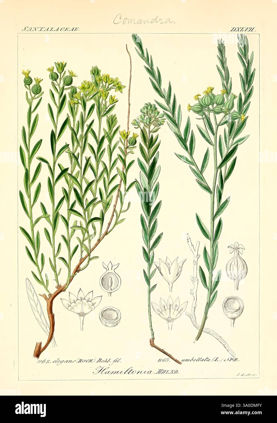 Comandra plant hi-res stock photography and images - Alamy