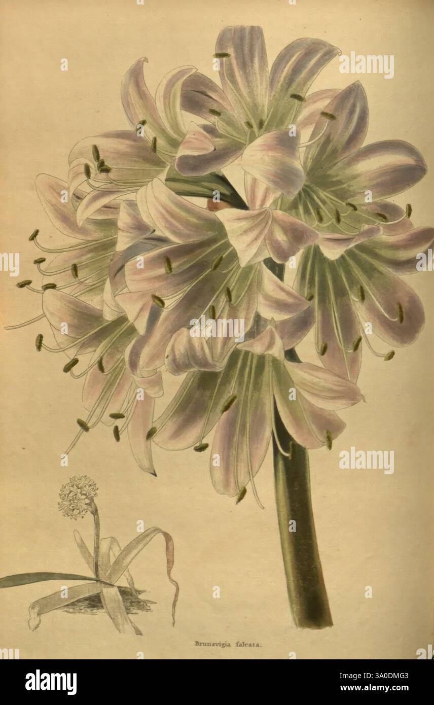 The, botanical, cabinet, London, John, and, Arthur, Arch, 1817-1833, A ...