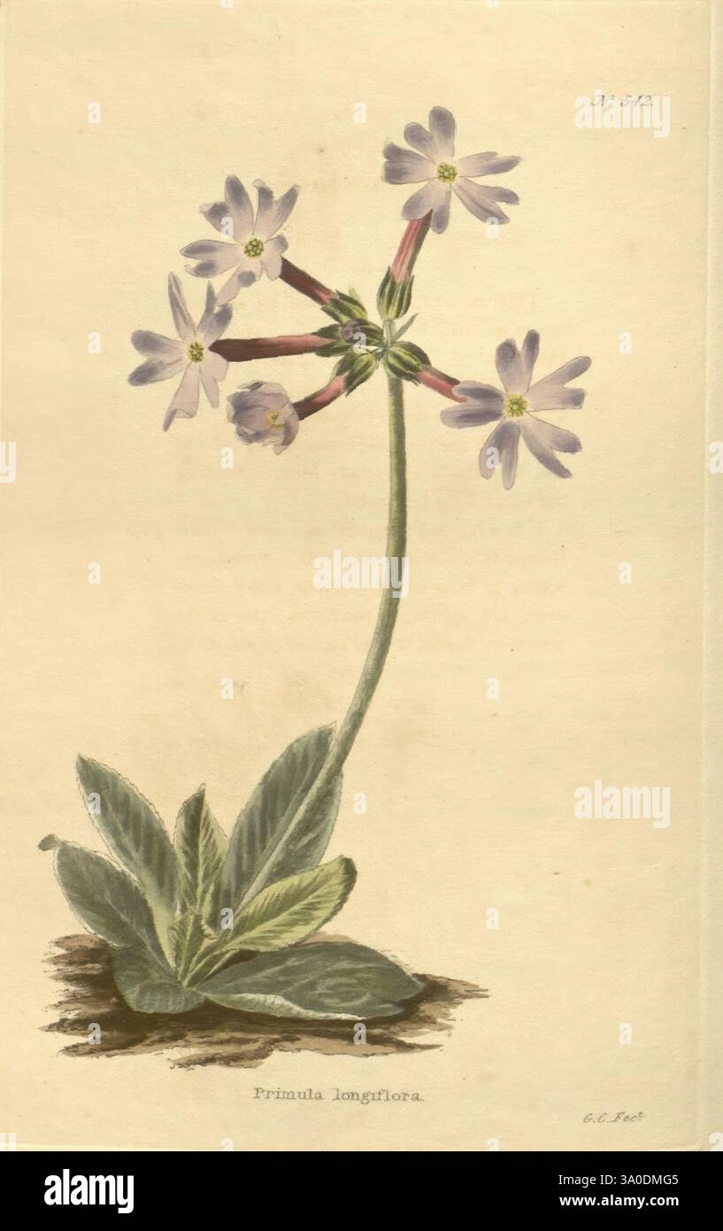 The botanical cabinet London, John & Arthur Arch, 1817-1833, This ...
