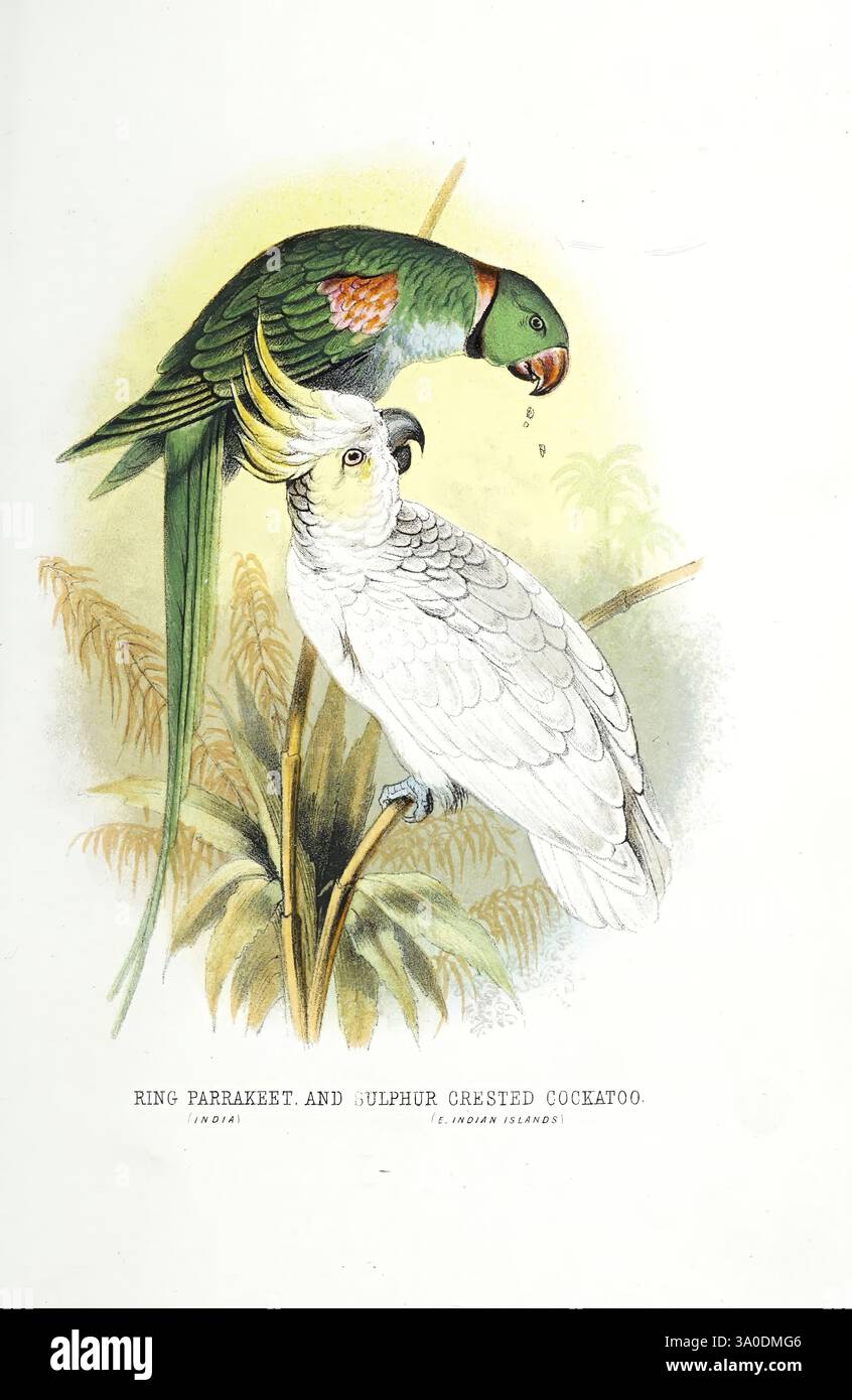 Beautiful, birds, in, far-off, lands, London, T. Nelson, 1872, birds, A ...