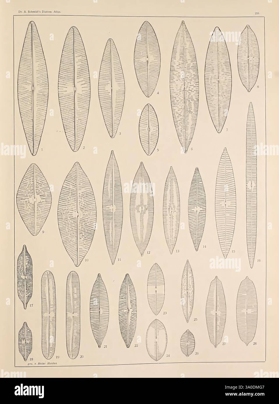 Group of microalgae hi-res stock photography and images - Alamy