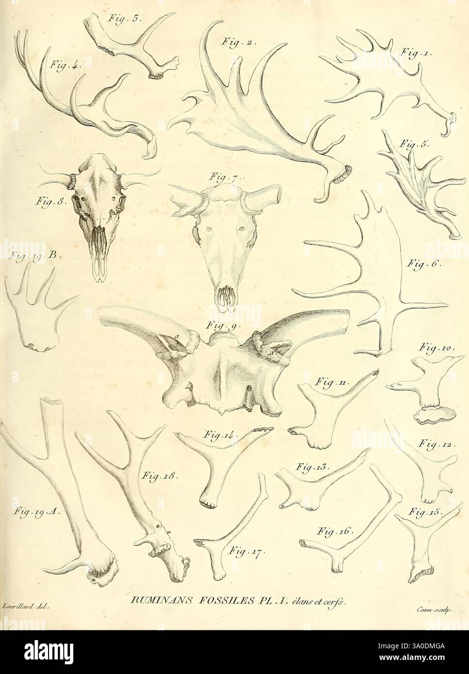 Skeletal complexities of ruminant anatomy hi-res stock photography and ...
