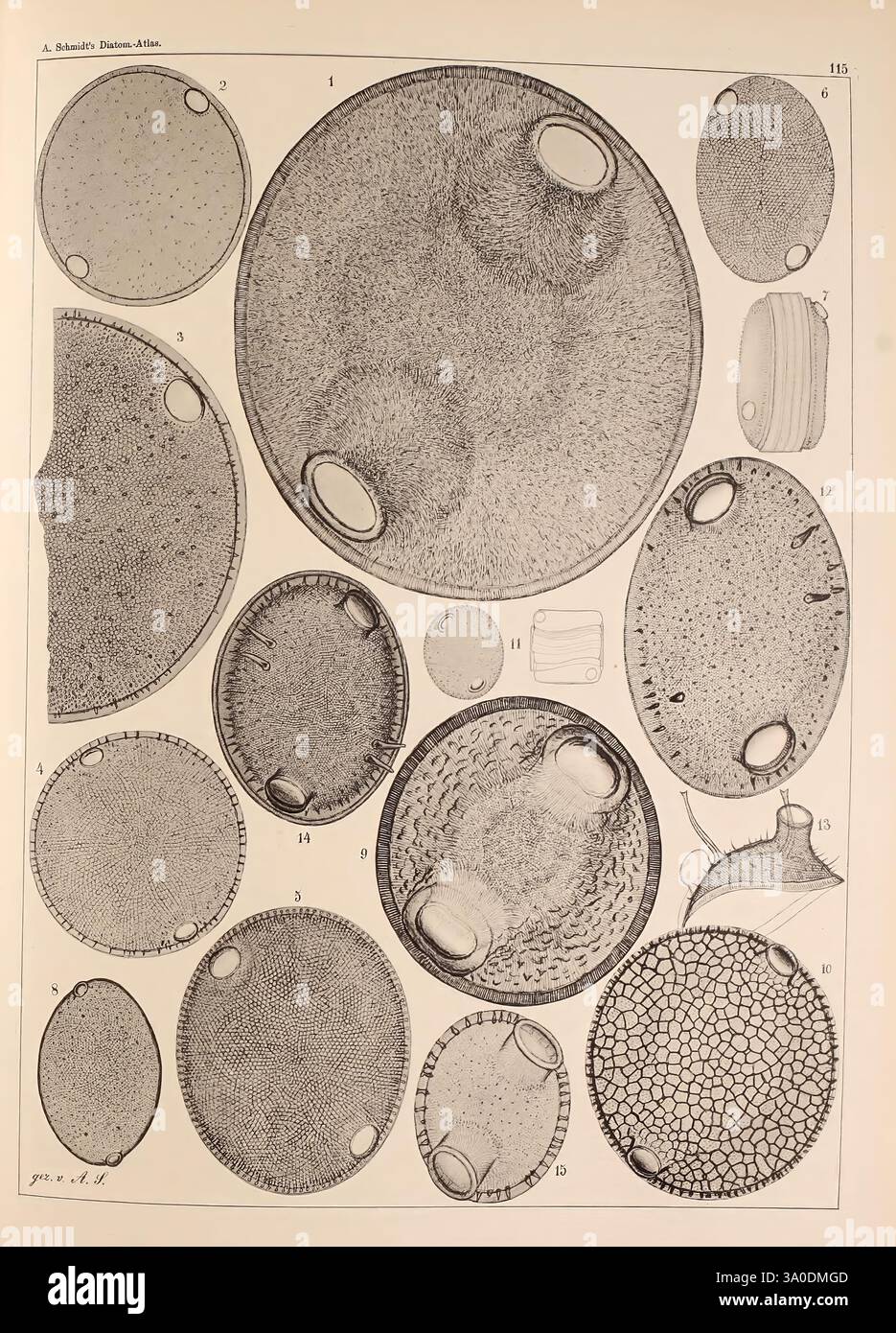 Diverse arrangement of circular microscopic organisms hi-res stock ...