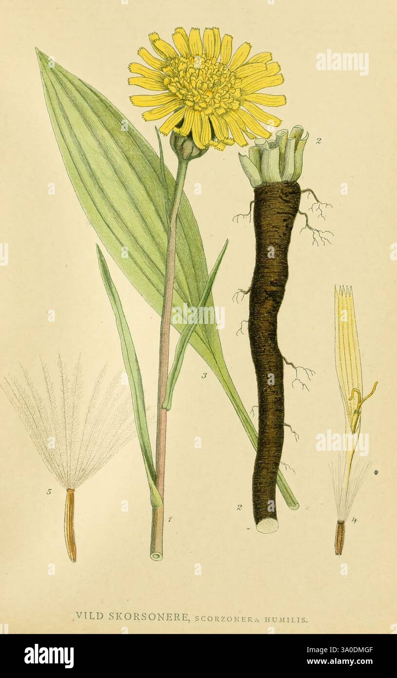 Billeder af Nordens flora, København, G.E.C. Gad, 1901-1903 [i.e. 1907 ...