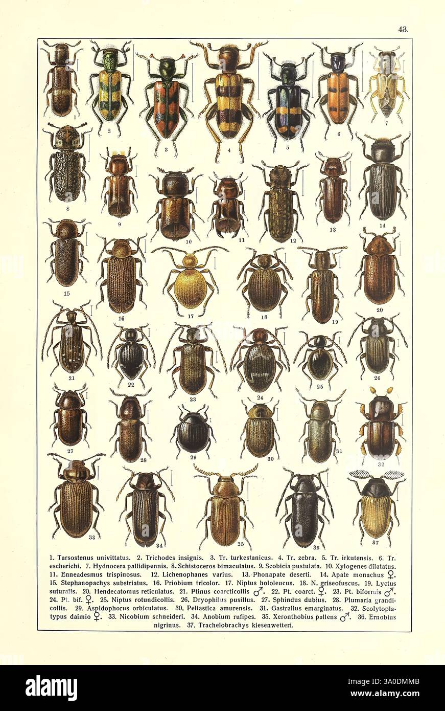 Zhuki Rossii i zapadnoĭ Evropy, S.-Peterburg, Devrien, 1905-1915 ...