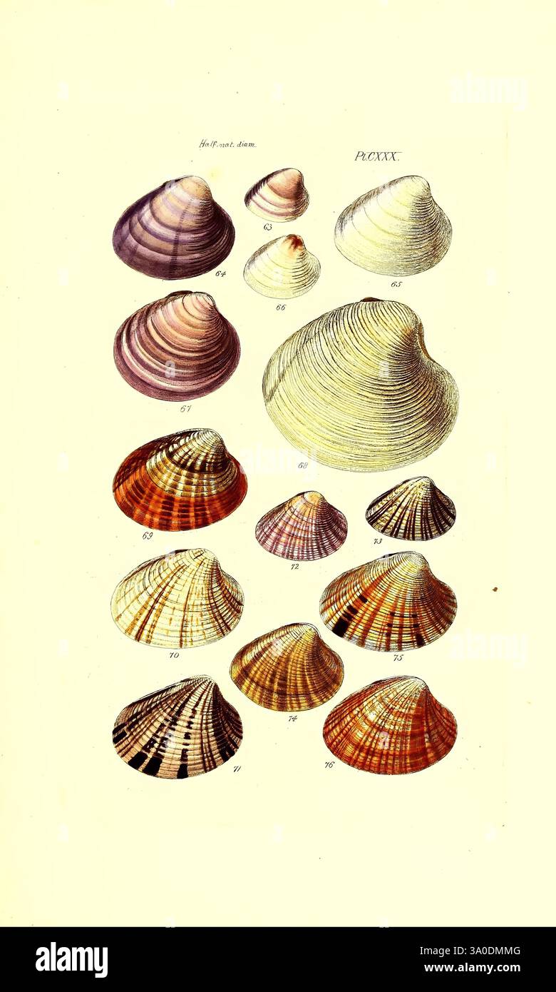 Complexity of shell morphology hi-res stock photography and images - Alamy