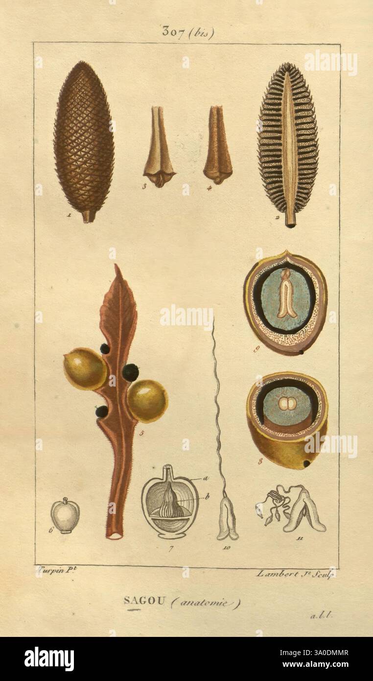 Palms reproductive structures hi-res stock photography and images - Alamy