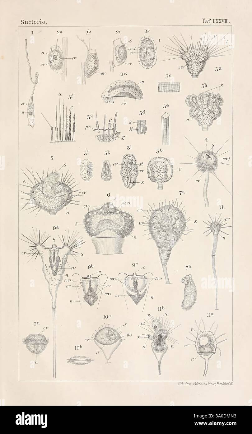 Various species of suctorians hi-res stock photography and images - Alamy