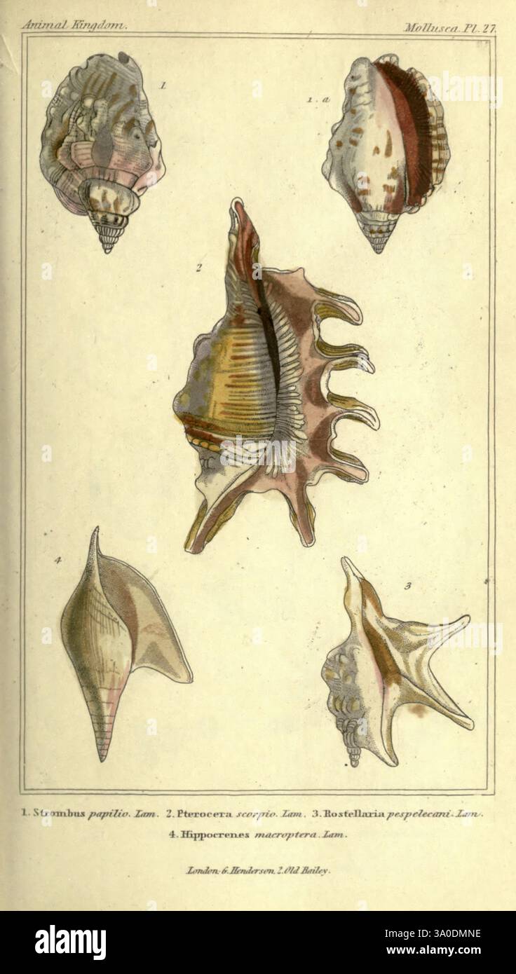 The animal kingdom Arranged according to its organization London G ...