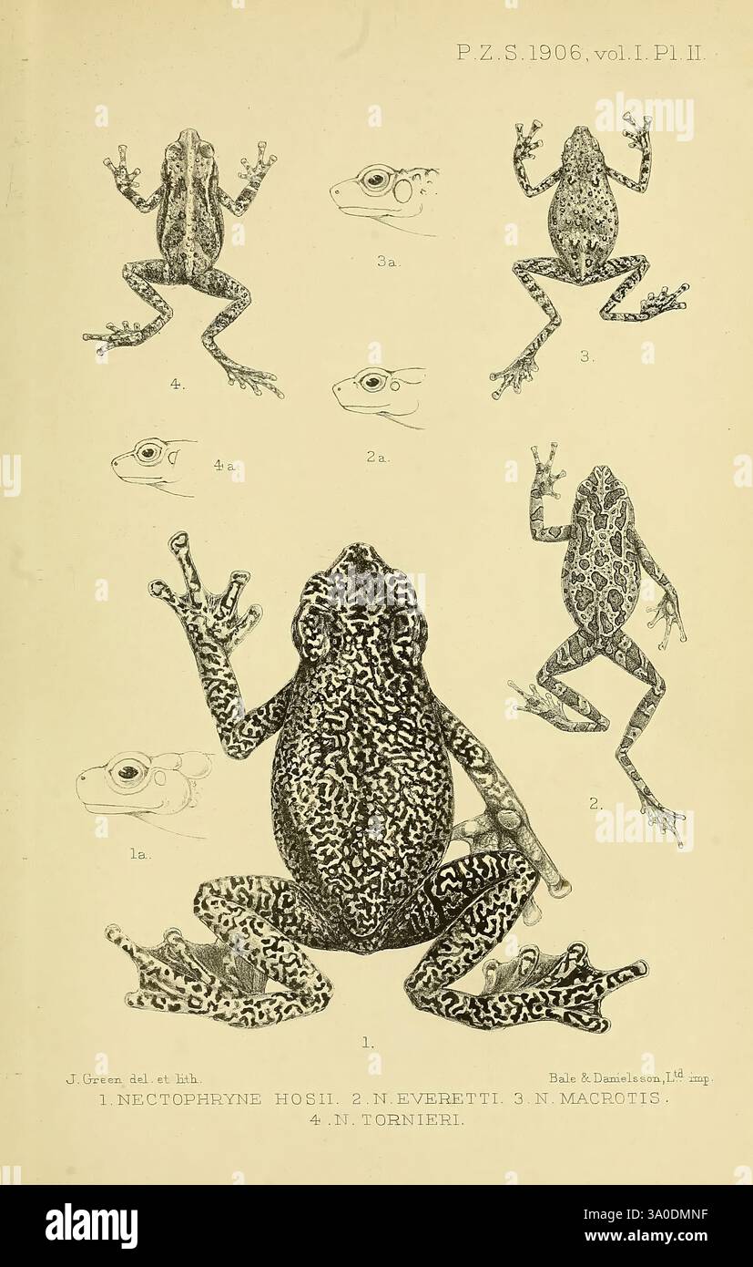 Specific frog species hi-res stock photography and images - Alamy