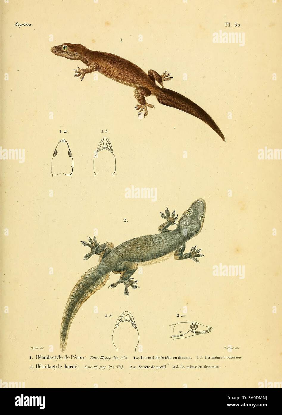 Detailed depiction of two distinct lizard species hi-res stock ...