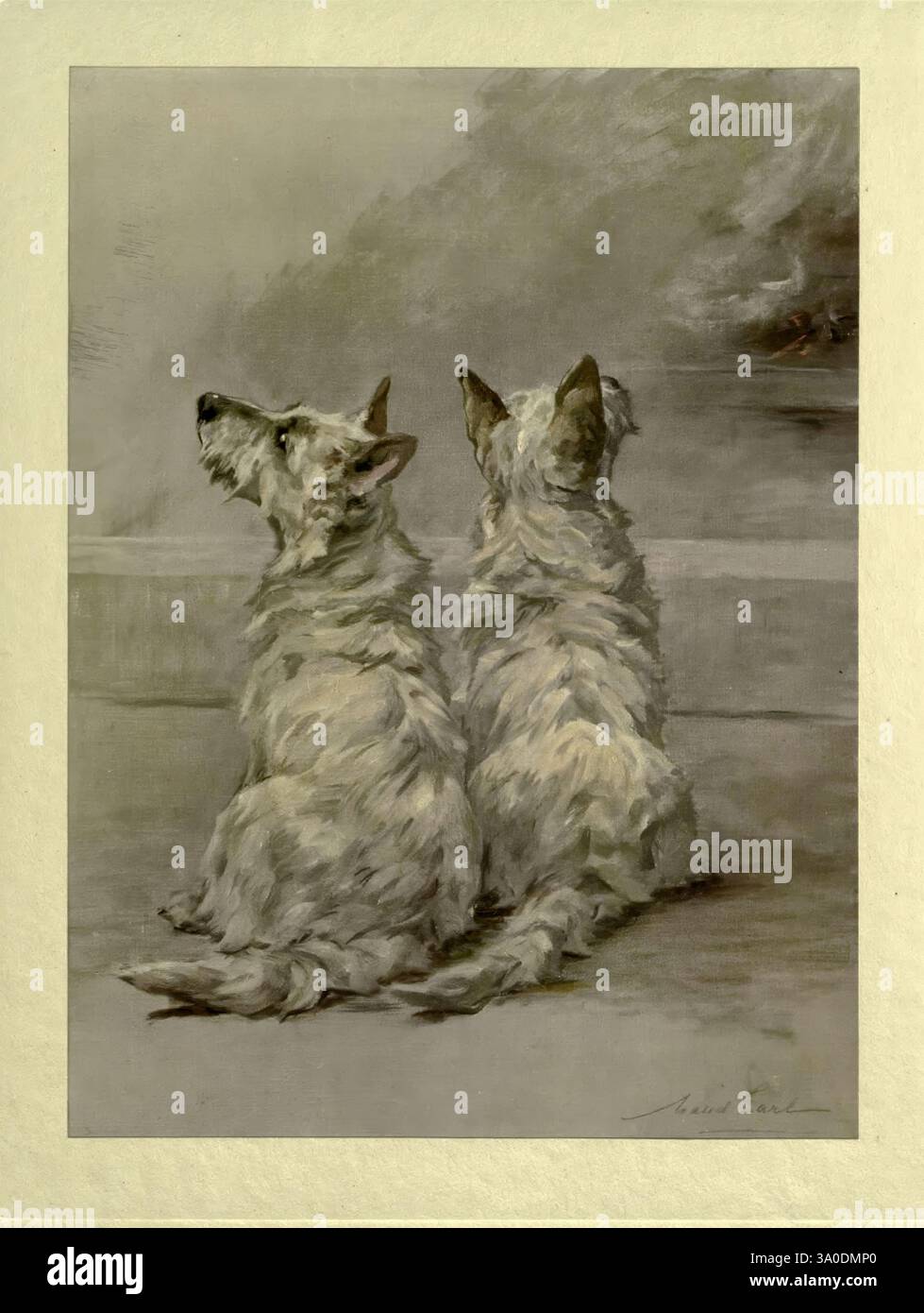 1911 dog breeds dogs pictures illustrations maude earl maud alic hi-res ...