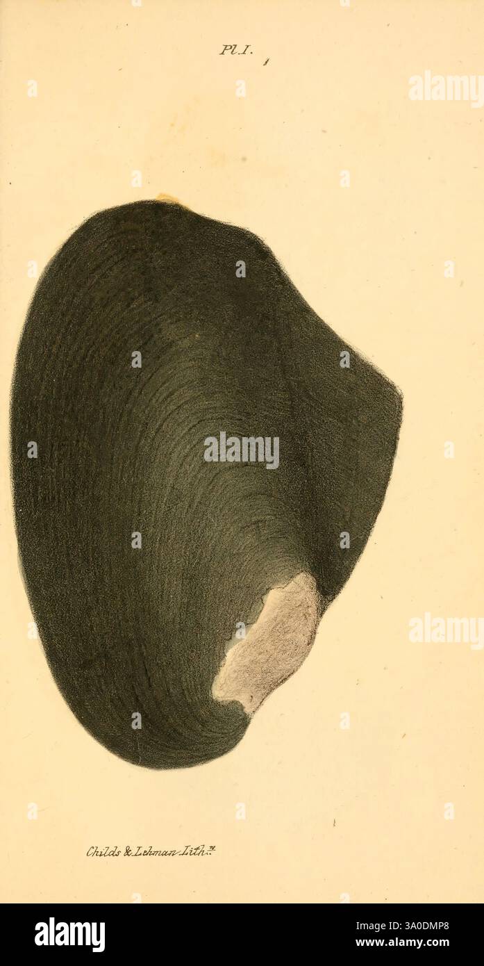 New, fresh, water, shells, of, the, United States, Philadelphia, Judah ...