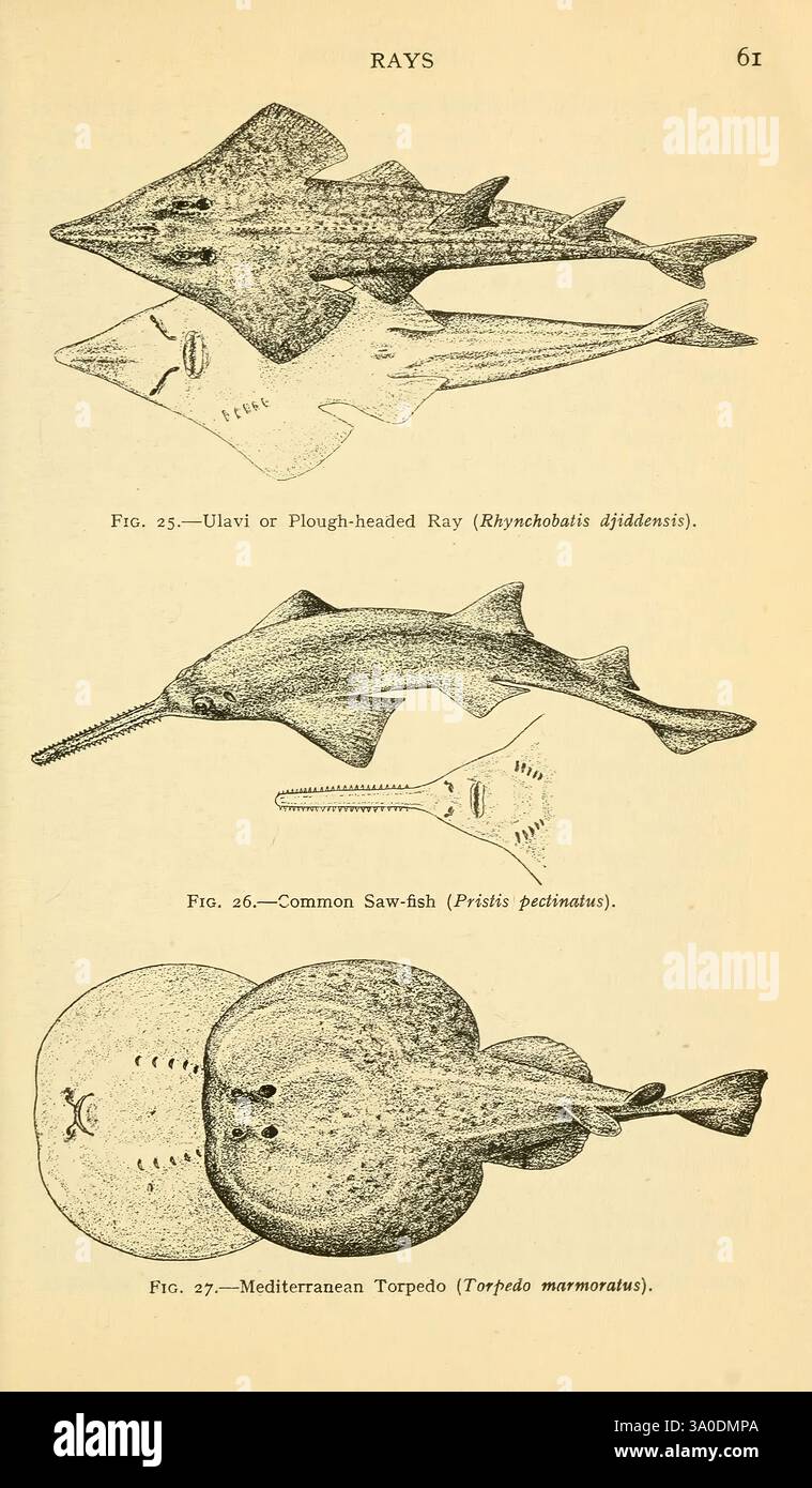 Common saw fish hi-res stock photography and images - Alamy