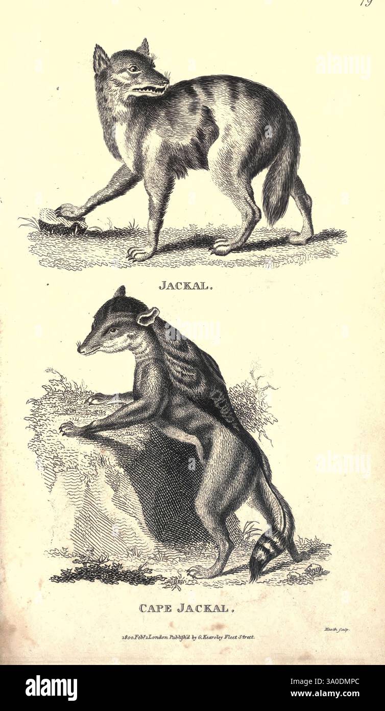 Illustration features two distinct species of jackals hi-res stock ...