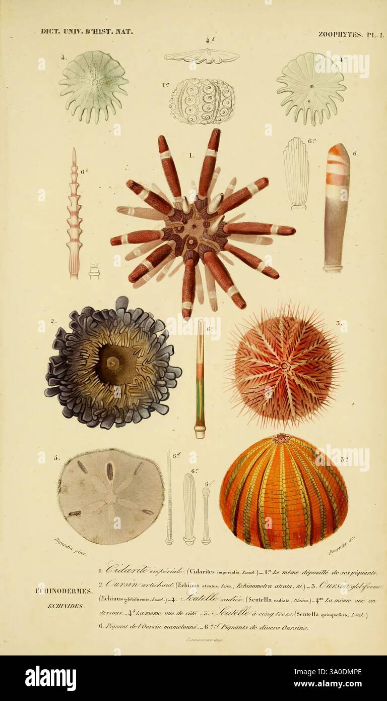 Distinct star shaped forms hi-res stock photography and images - Alamy