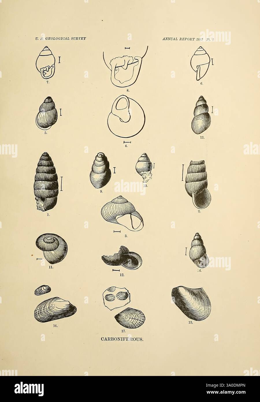 Anatomy of carinotrochus species hi-res stock photography and images ...