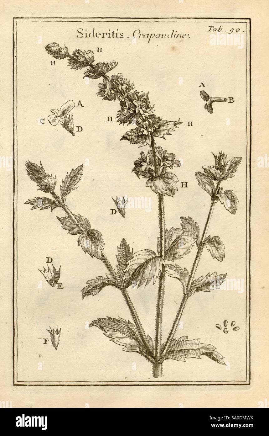 Botanical illustration of sideritis cryptantha hi-res stock photography ...