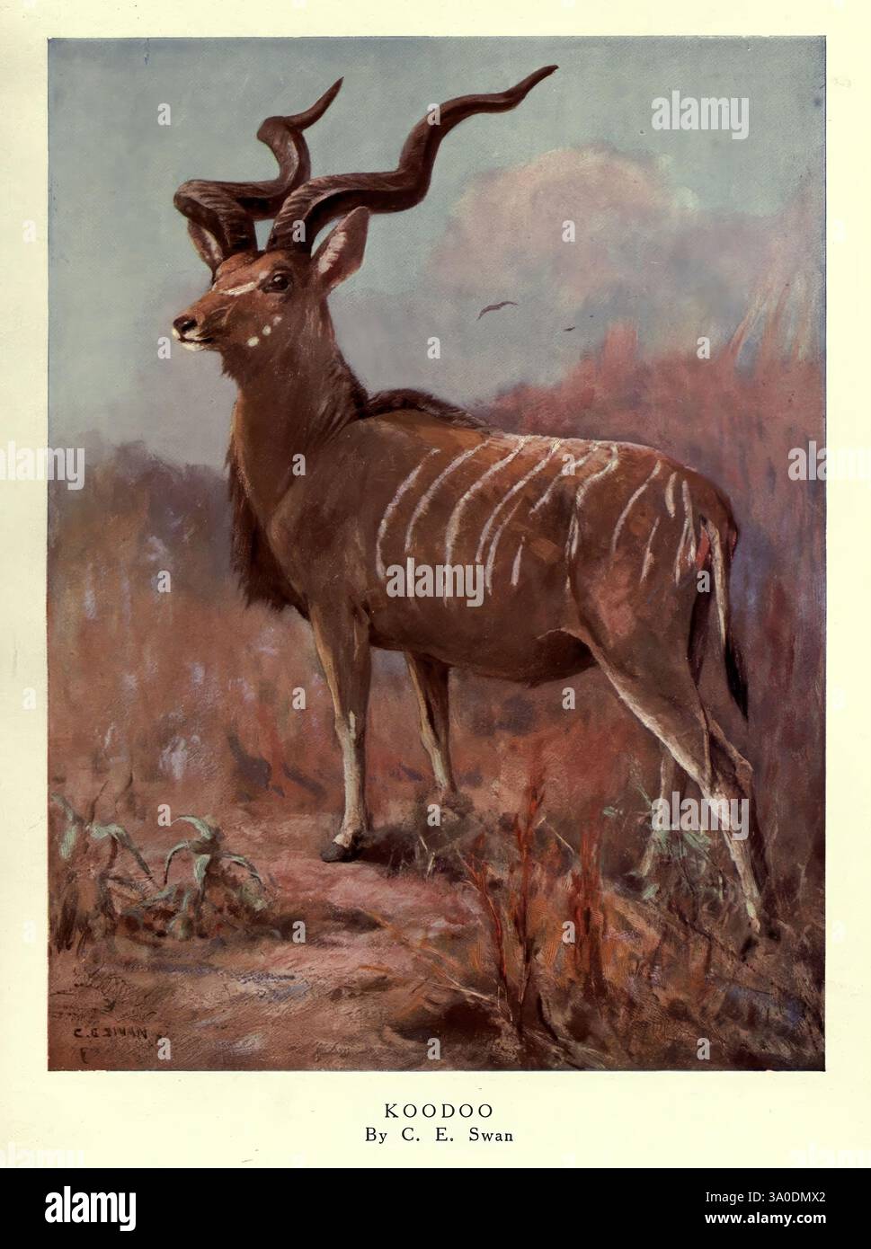 The wild beasts of the world, London, [1909?], zoology, kudu, animal ...