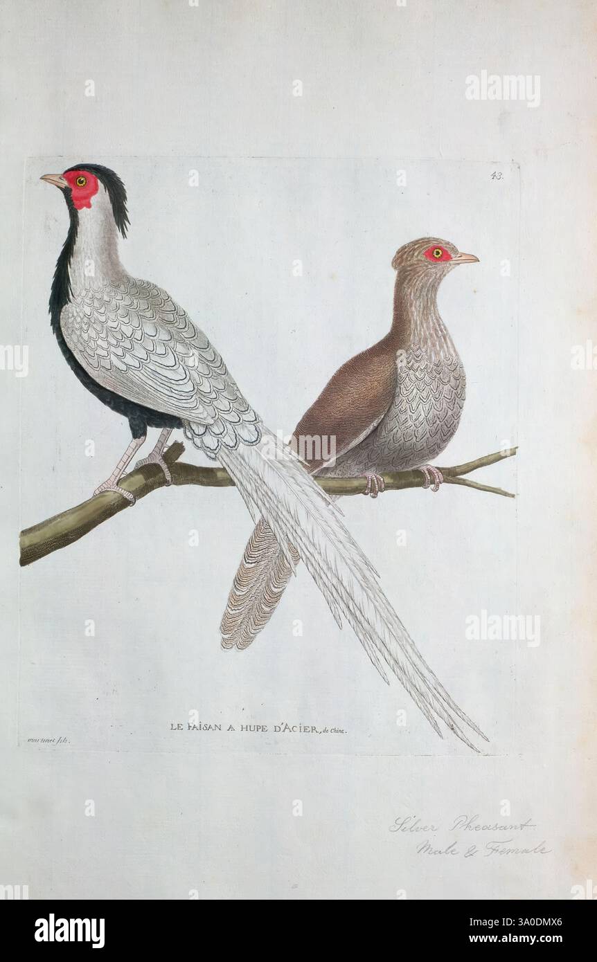 Ornithologie, Paris, The Artist, 1773-1792, birds, pictorial works, The ...