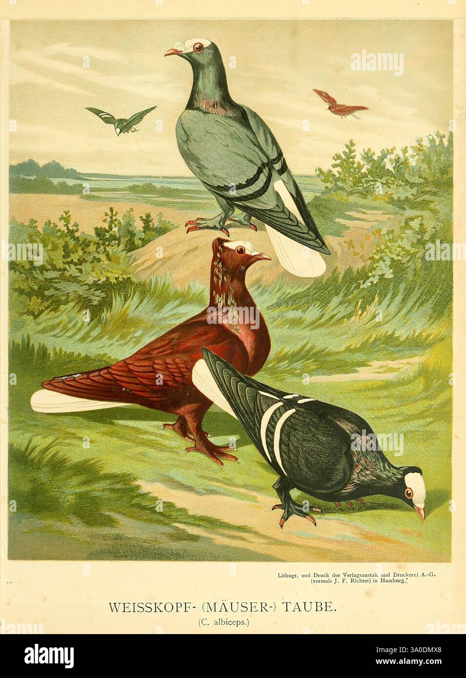 Reddish brown pigeon stands hi-res stock photography and images - Alamy