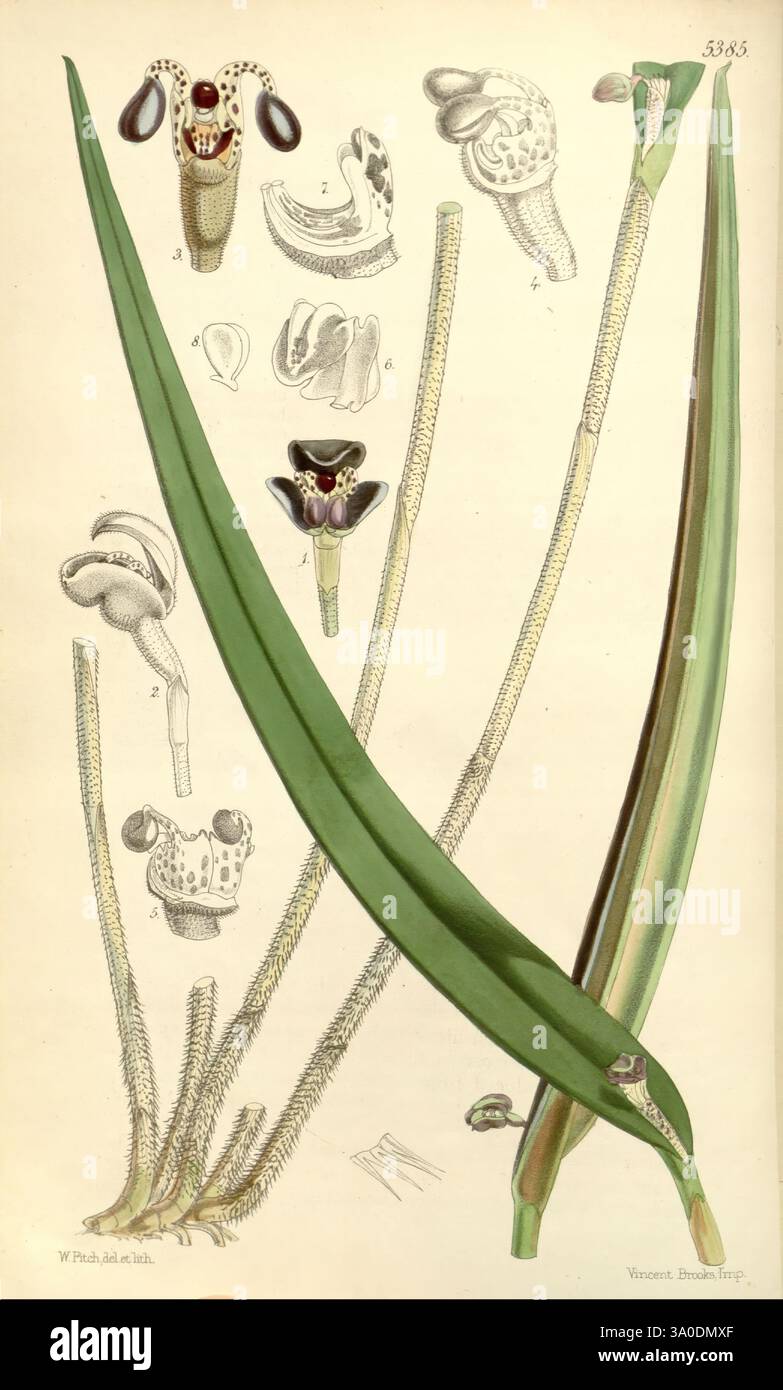 Detailed structure of plant leaves alongside multiple hi-res stock ...