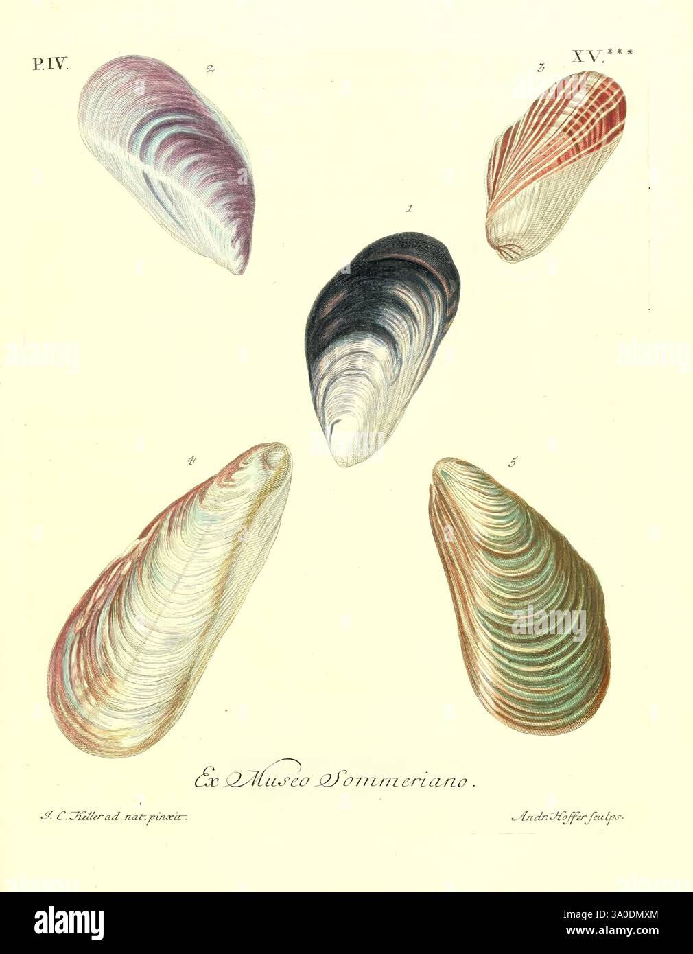 Shell denote hi-res stock photography and images - Alamy