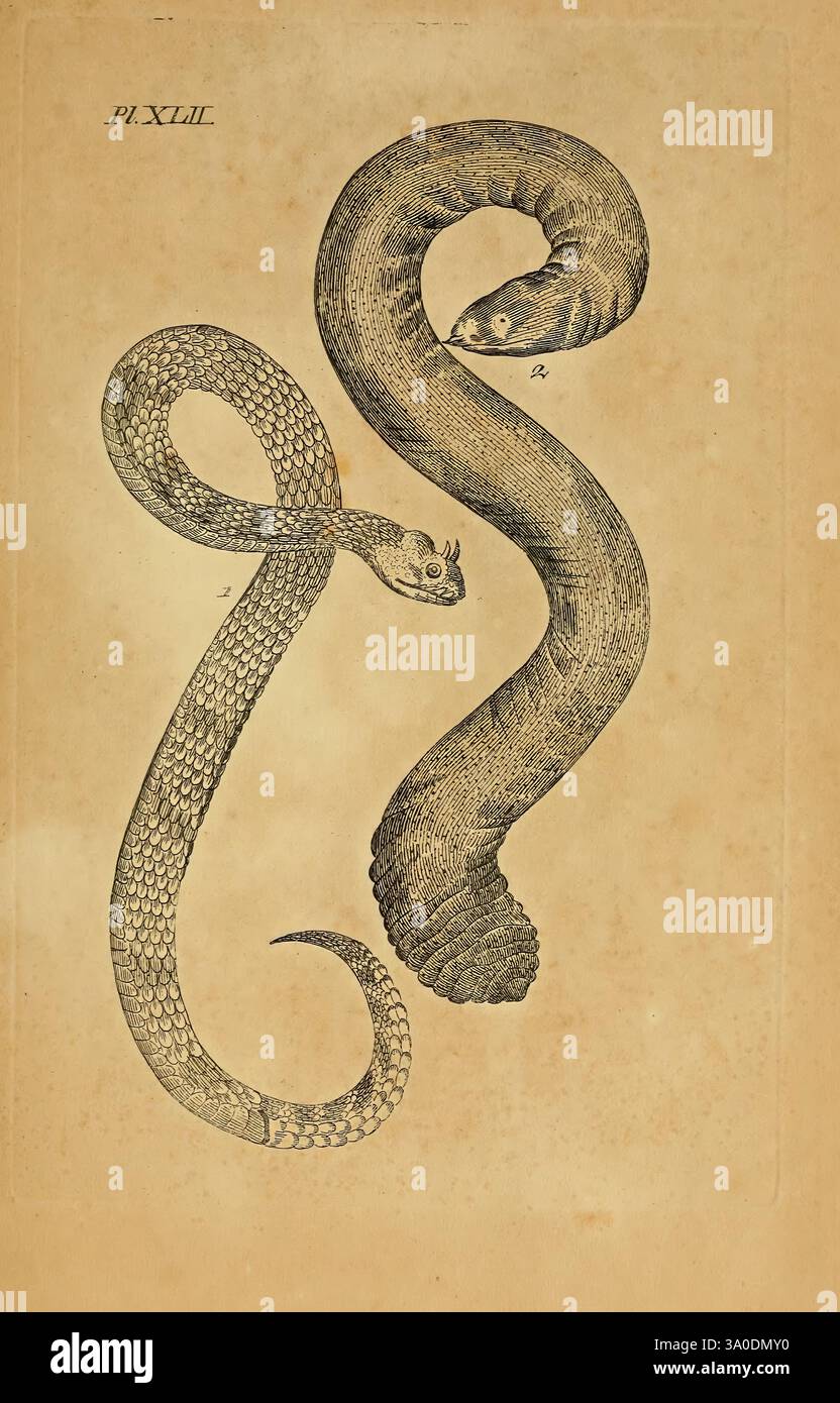 Icones amphibiorum, Hafniae, C. Steen, 1835, amphibians, reptiles ...