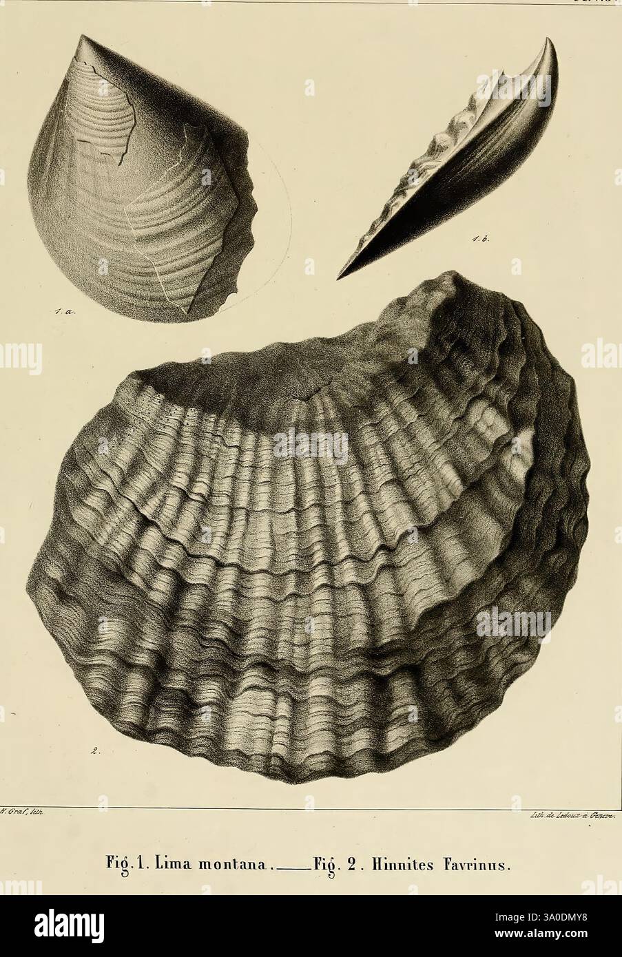 Description, des, mollusques, fossiles, qui, se, trouvent, dans, les ...