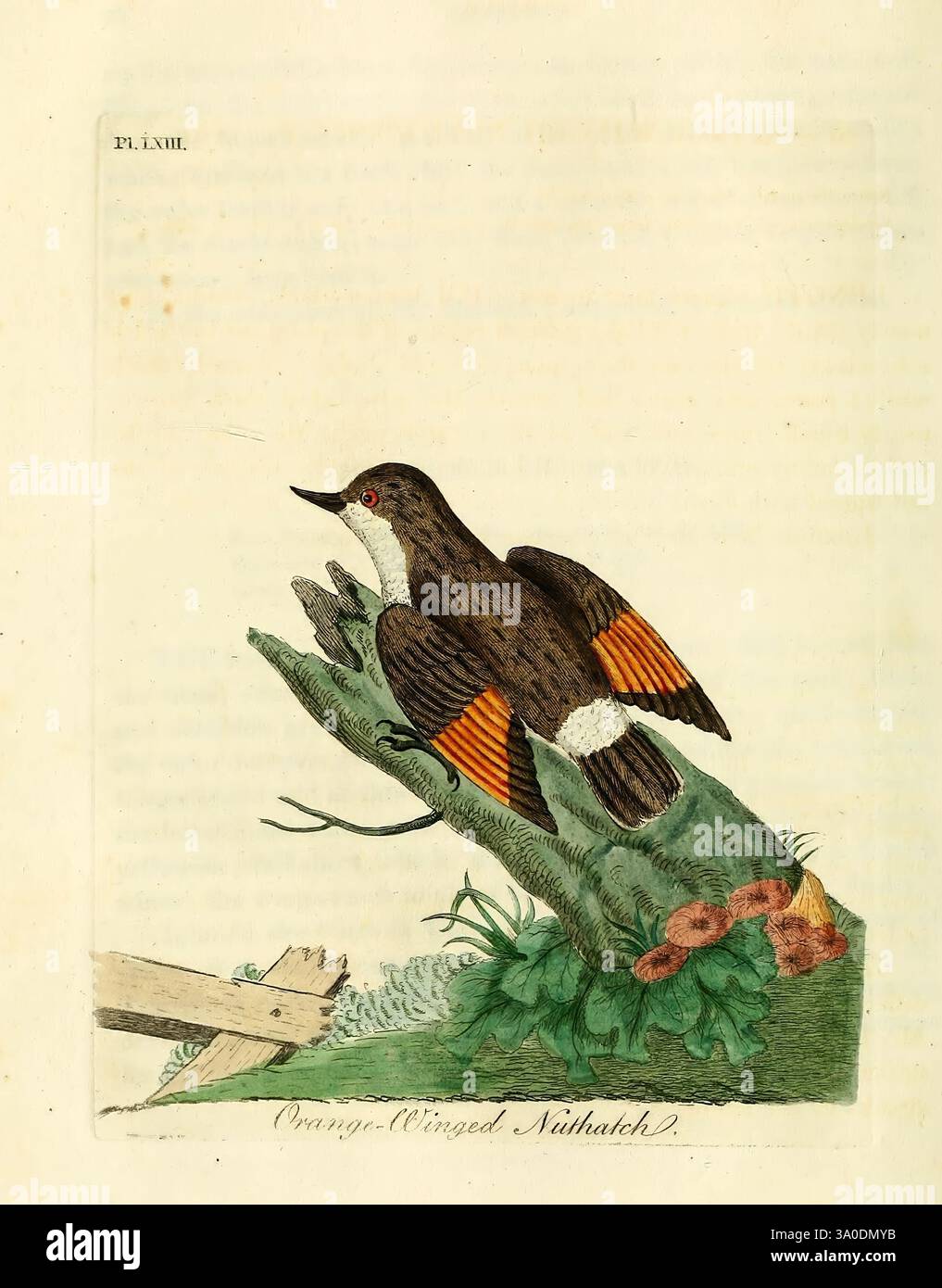 1821 1828 birds pictorial hi-res stock photography and images - Alamy