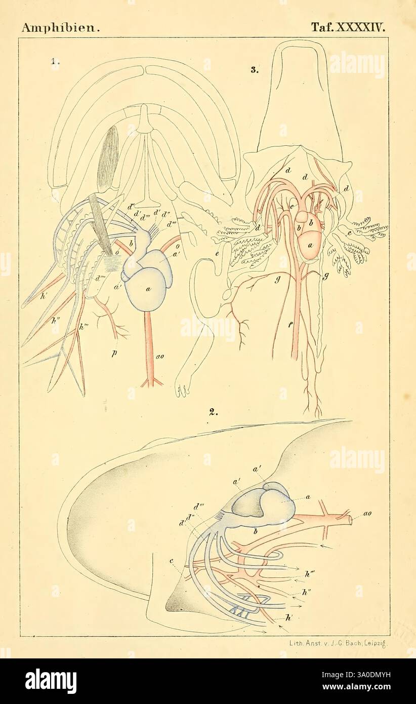 Anatomical diagrams of amphibians hi-res stock photography and images ...