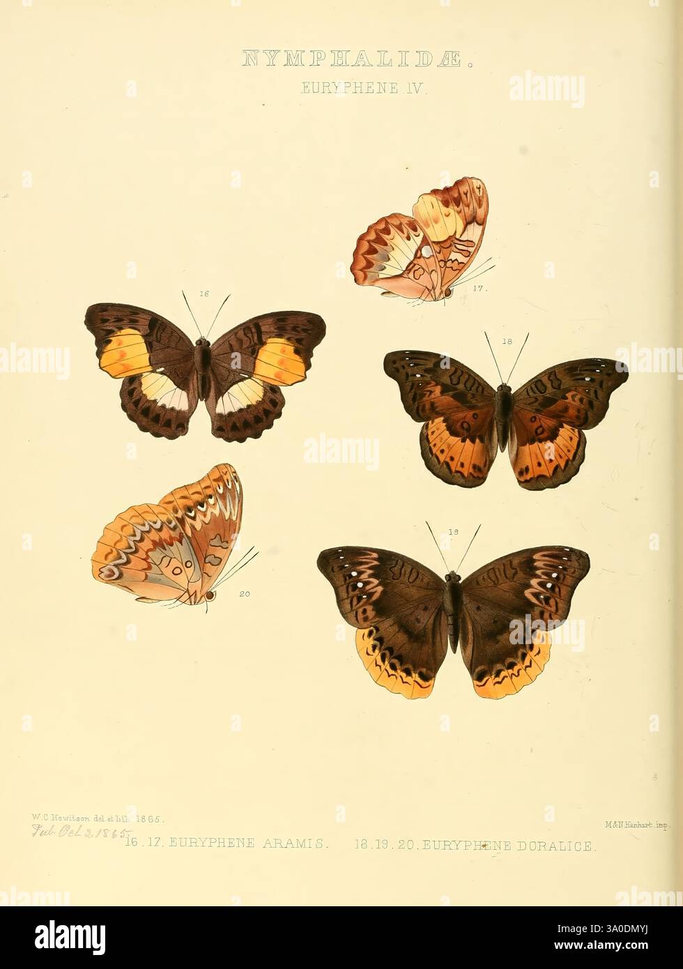 Illustrations of new species of exotic butterflies, London, John Van ...